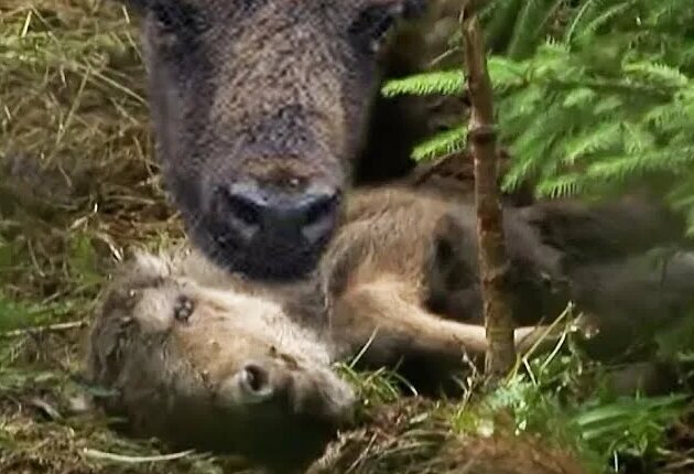 Зубр оплакивает своего мертвого зубренка | Film Studio Aves - Смотреть ...