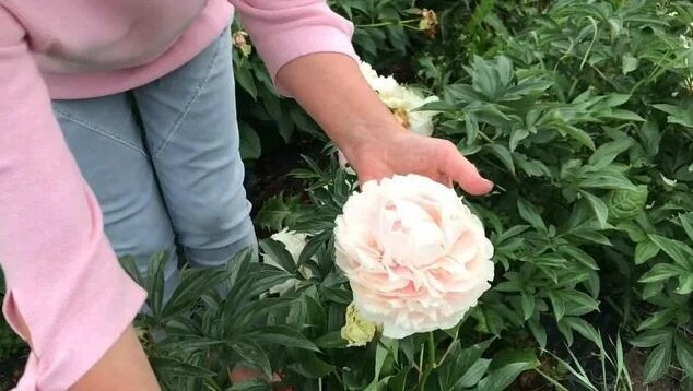 Solange peony. Соланж пион. Пулков сад - Смотреть онлайн в поиске ...