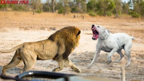 dogo: 156 videos found on Yandex