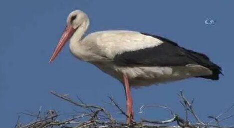 leylek png: 634 video Yandex'te bulundu