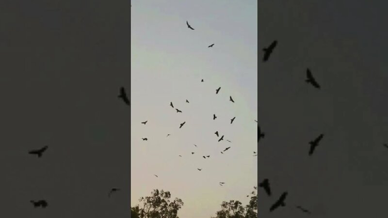 Sky Birds Gives as Beautiful View 😍 | A N Birds - ANB | #shorts #BETA #sky
