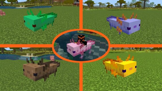 minecraft axolotl texture: 991 video Yandex'te bulundu