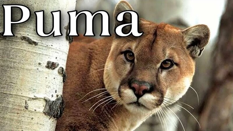 Amazing Facts About Puma. Interesting Facts About Puma. Animals Life