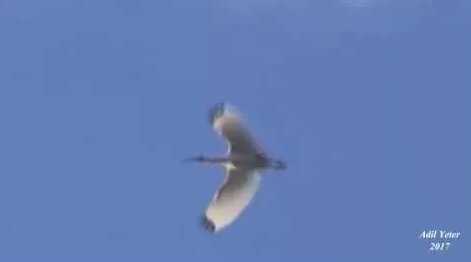 anka kuşu resimleri: 928 video Yandex'te bulundu