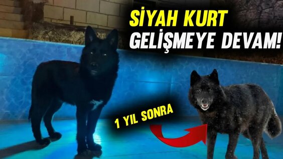 siyah kurt: 980 video Yandex'te bulundu