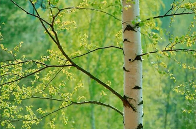 Белая береза, я тебя люблю! Клен. Поёт рядовой солдат. Belaya Berioza ...