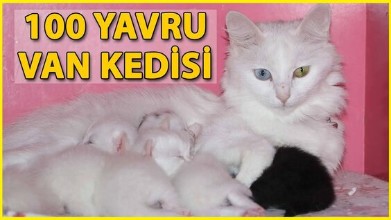 dünyanın en güzel yavru kedisi: 926 video Yandex'te bulundu