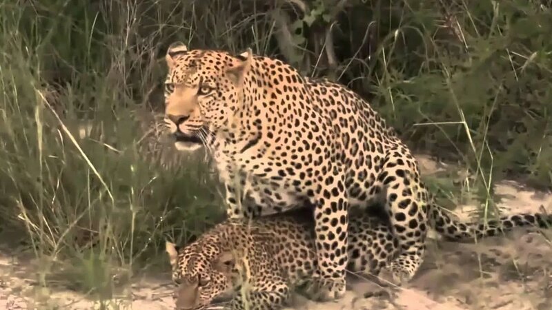 Animals Mating, Humping With Noise | Funny Animal mating - Yandex Video ...