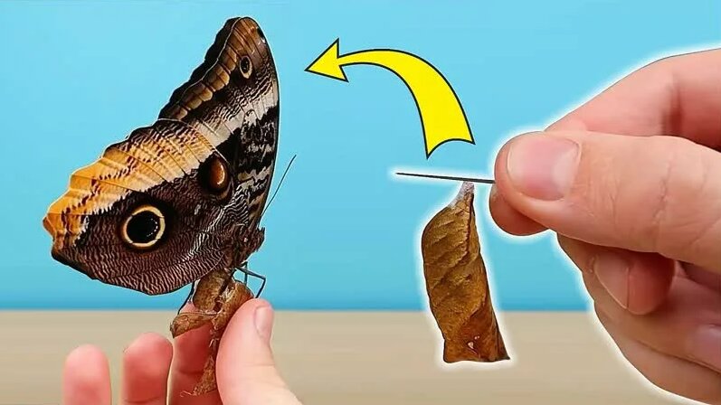 Как вырастить тропических бабочек из кокона у себя дома! alex boyko ...