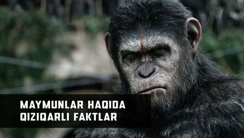 Faqat bizda | maymunlar haqida qiziqarli faktlar - Смотреть онлайн в ...