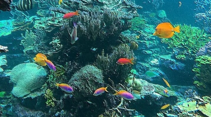 Видео Рыбки в океане Музыка для релаксации и созерцания красоты морской ...