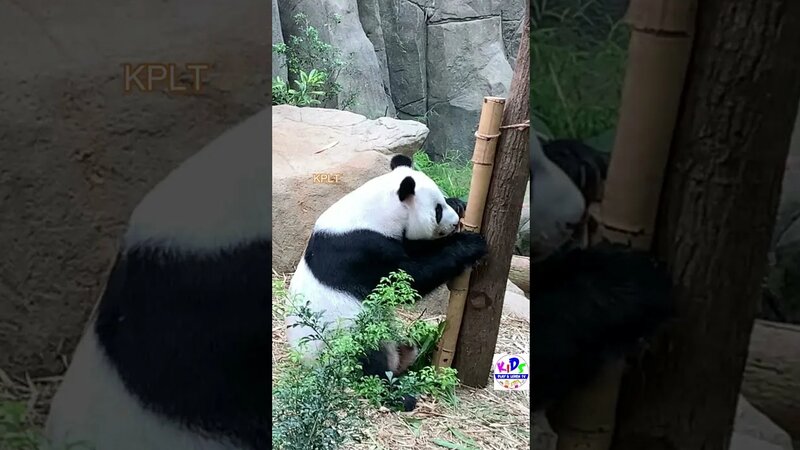 Panda Sound | Learn Panda Sound | Learn Panda sound | Animal Sound | # ...