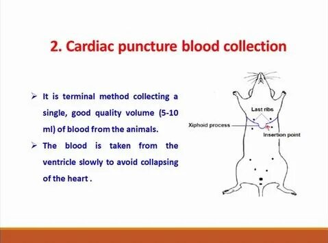 Rats Blood Sampling and the difference between plasma and serum: Prof ...
