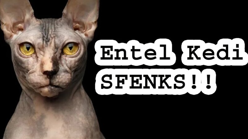 Tüysüz Kedi Özellikleri / Sphynx Cat & Sfenks Cat /Entel KEDİ Sfenks ...