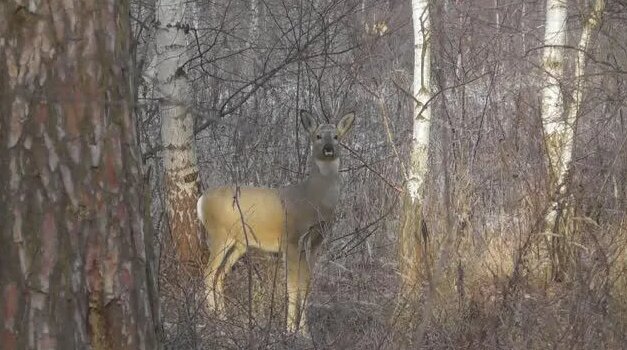 Самец сибирской косули. Голос ( лай ) косули ( Capreólus pygárgus ...