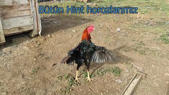 hint horoz resmi: 736 video Yandex'te bulundu