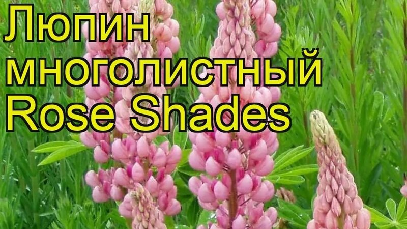 Люпин многолистный Роуз Шейдс. Краткий обзор lupinus polyphyllus ...