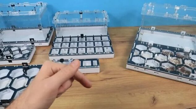 Alex Boyko Как быстро африканские муравьи поймают туркменского таракана ...