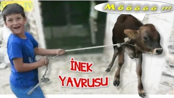 yavru inek resimleri: 936 video Yandex'te bulundu