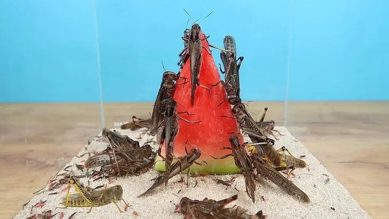 Что если очень голодной саранче дать Арбуз — Видео от Alex Boyko ...