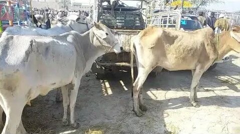 cow mating|horse mating|animals mating|cross mating - Смотреть онлайн в ...