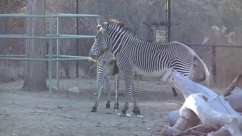 Animals mating videos || Bigger elephant || Horse || Zebra || Animals ...