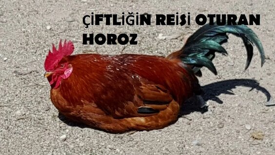 horoz ve tavuk resimleri: 954 video Yandex'te bulundu