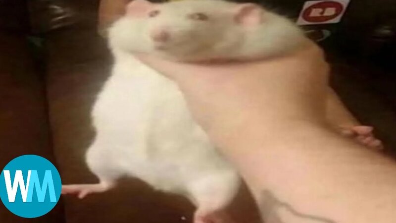 Top 5 rats (reupload) - Смотреть онлайн в поиске Яндекса по Видео