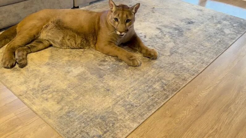 Гости пришли-значит вкусняшку принесли!Месси любит гостей— Видео от i ...