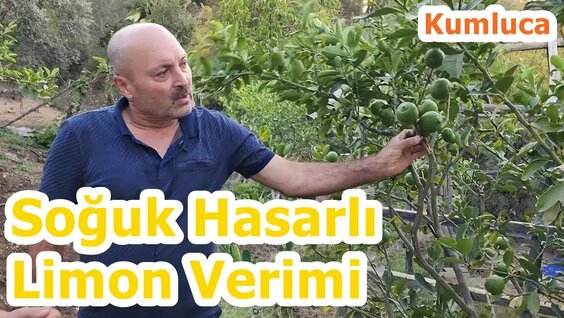 limon bahçesi: 901 video Yandex'te bulundu