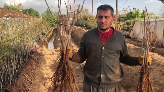 şam fıstığı: 829 video Yandex'te bulundu