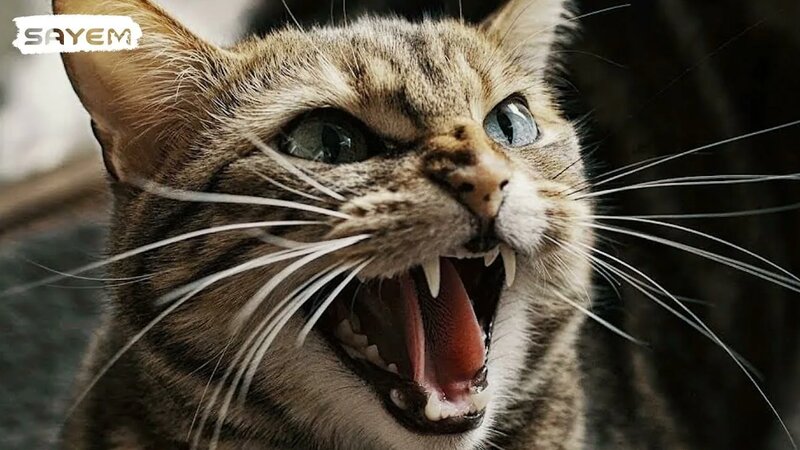 Kedi Irkları ve Özellikleri - Tekir Kedi