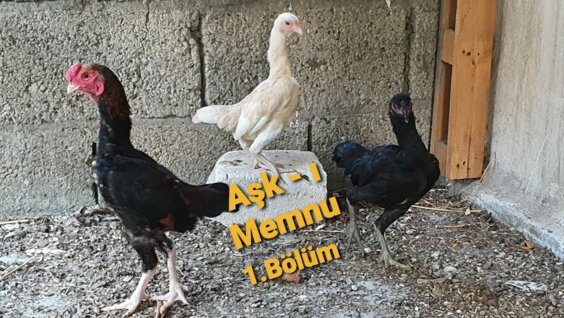 horoz boyama resimleri: 786 video Yandex'te bulundu