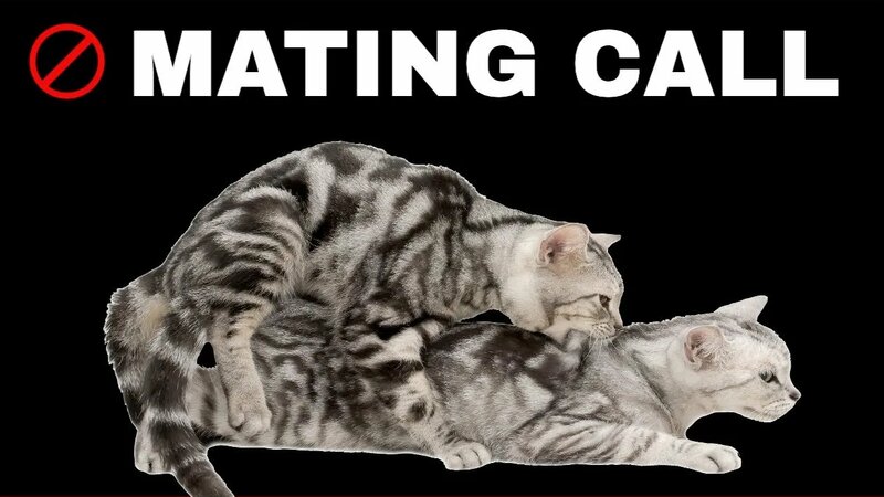 Female Cat In Heat Sounds | Mating Call - Смотреть онлайн в поиске ...