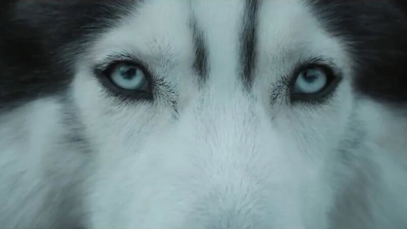 Hardwell feat. Jonathan Mendelsohn - Echo (Official Music Video ...