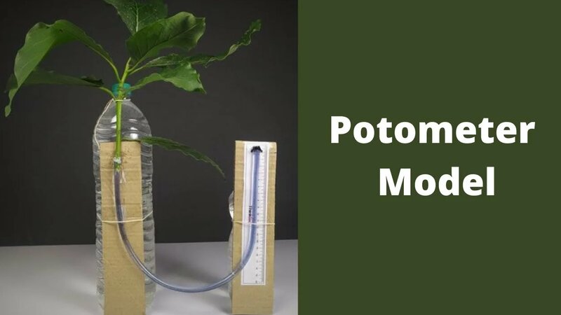 Potometer Model | ThinkTac | Science Experiment - Смотреть онлайн в ...
