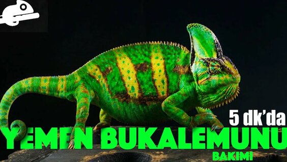 yavru bukalemun: 729 video Yandex'te bulundu