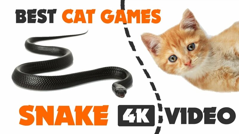 CAT Games hunt Snake ON Screen - video for cats 1 HOUR 4K video ...