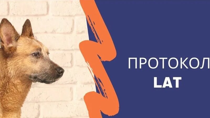 LAT, BAT знаменитые протоколы дрессировки! Смотрим учимся применяем ...