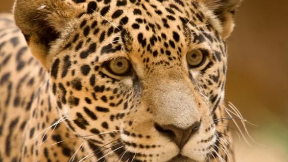 jaguar hayvan: 889 video Yandex'te bulundu