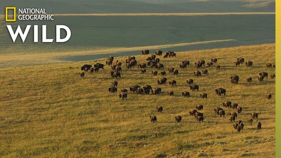 national geographic wild logo: 901 video Yandex'te bulundu