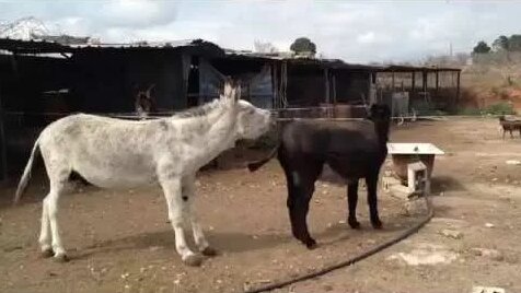 Donkey Mating | Donkey Breeding|Super Murrah Donkey Mating In Village