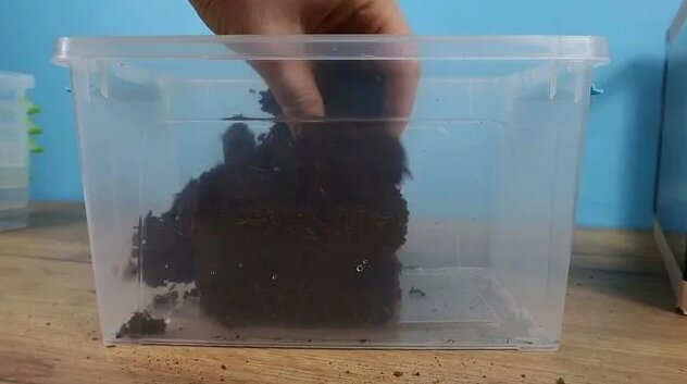 Alex Boyko Моя скорпионовая ферма! Зачем мне столько скорпионов ...