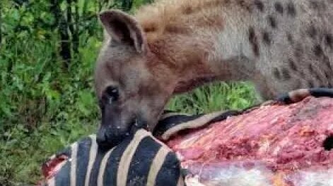 Hyena eating alive zebra, Buffalo, and gazelle caught on camera | Zebra ...