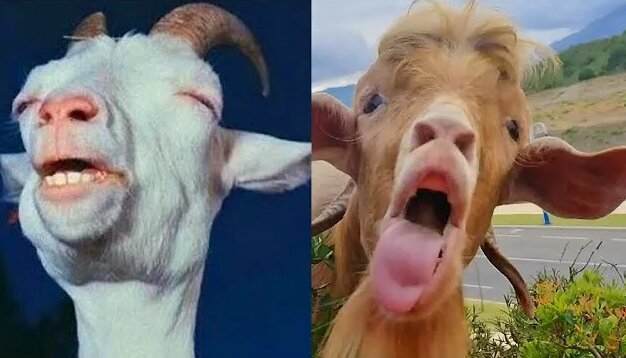 Most Funny Goat Screaming Sound Goats Yelling Like Humans Compilation ...
