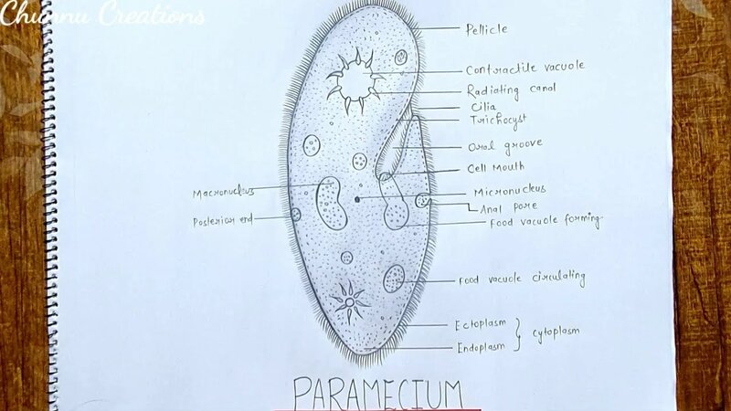 Paramecium drawing..|| How to draw Paramecium step by step ...