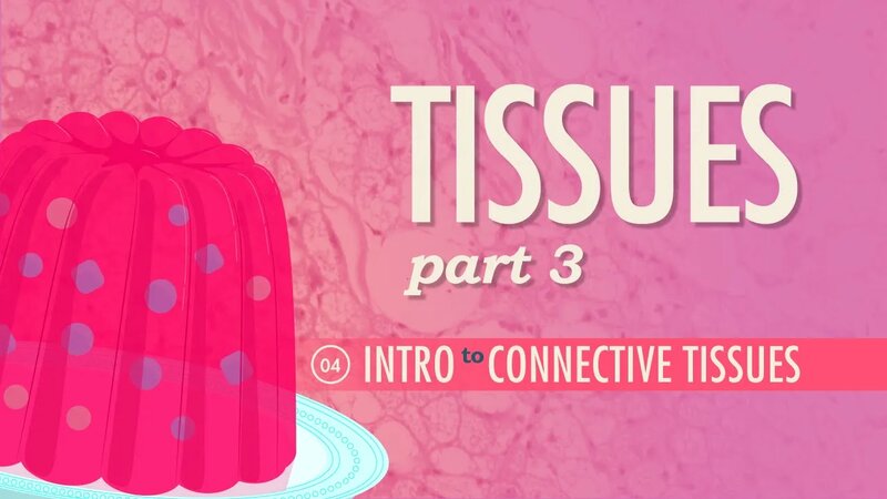 Tissues, Part 3 - Connective Tissues: Crash Course Anatomy & Physiology ...