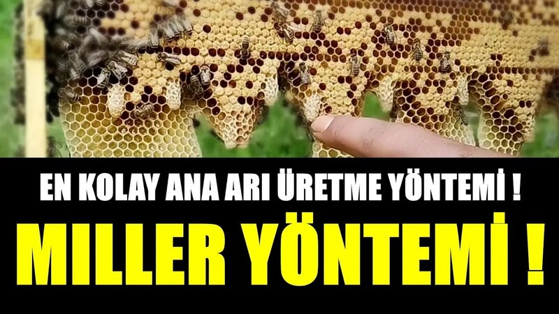 ANA ARI Üretimi/ EN Kolay ANA ARI Üretme Yöntemi! Miller Yöntemi ...