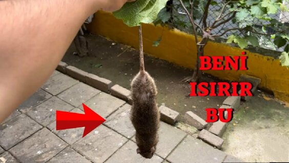 yavru fare: 893 video Yandex'te bulundu