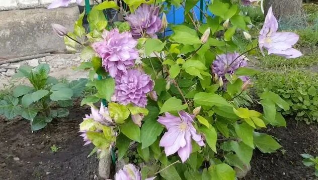 Клематис Виолет Элизабет . Clematis Violet Elizabeth . Английские сорт ...